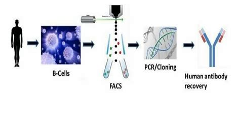 Single B Cell Cloning And Lead Antibody Identification In Meerut