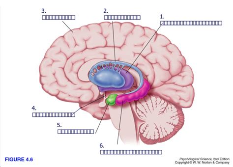 Brain Structure Diagram And Function 1 Diagram Quizlet