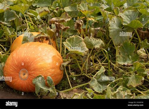 Pumpkin Atlantic Giant Stock Photo - Alamy