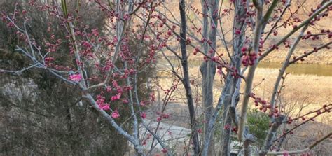 매화나무 가지치기 방법 시기 키우기 매실 효능 네이버 블로그