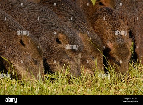 White Lipped Peccary Tayassu Pecari Group Foraging Brazil Stock