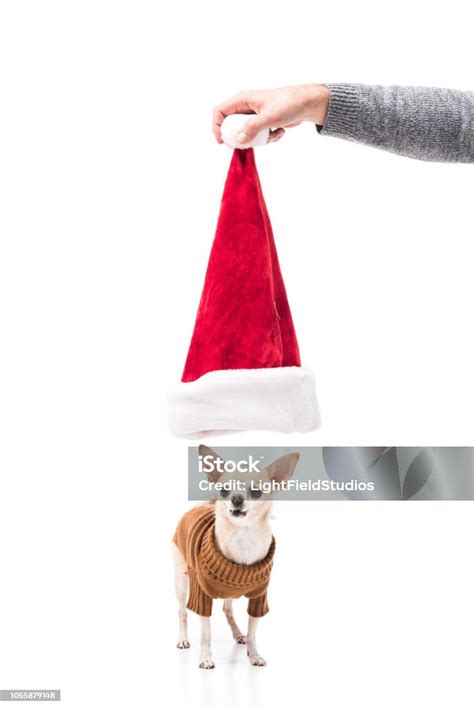 흰색 절연 스웨터에 작은 치와와 강아지 위에 산타 클로스 모자를 들고 남자의 부분 보기 가축에 대한 스톡 사진 및 기타 이미지 가축 개 개과 Istock