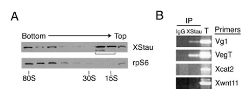 Xstau Rnp Complex Contains Vg1 And Vegt Rna A Oocyte S10 Lysate Was