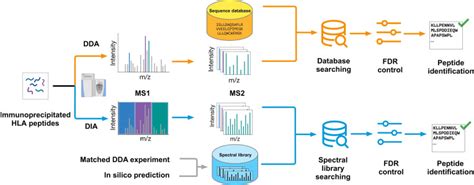 Current Perspectives On Mass Spectrometry Based Immunopeptidomics The Computational Angle To