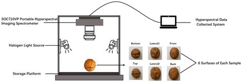 Molecules Free Full Text Non Destructive Detection Of Moldy Walnuts