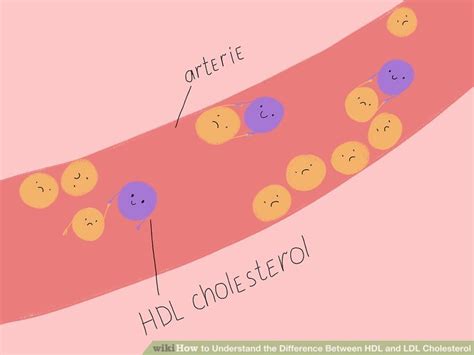 How To Understand The Difference Between Hdl And Ldl Cholesterol