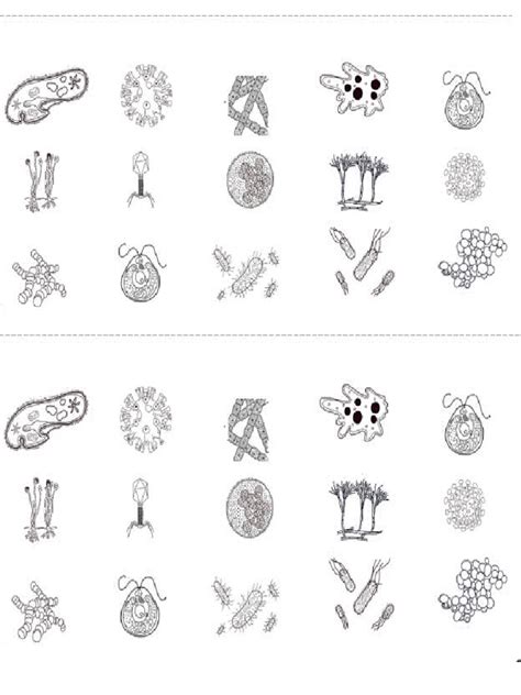 Gambar Mikroorganisma Pdf