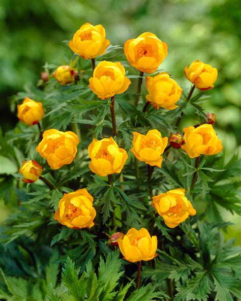 Trollius × Cultorum Superbus Bare Roots — Buy Yellow Globeflowers