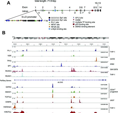 A Schematic Representation Of The Human Alox5 Gene Coding For 5 Lo