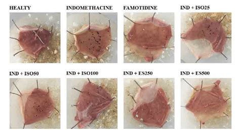 Sample Macroscopical Photographs Of Experimental Groups Download Scientific Diagram