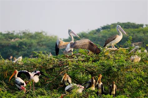 20000 Best Bird Sanctuary Photos · 100 Free Download · Pexels Stock