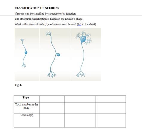 Solved Classification Of Neurons Neurons Can Be Classified