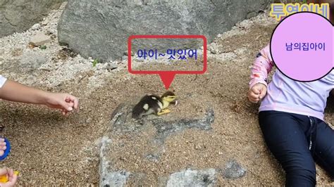 오리와함께 Ep8 기러기와 오리의 물고기먹방 Youtube