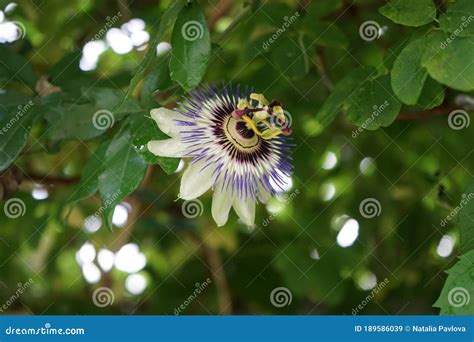 Winter Hardy Passiflora Incarnata In July In The Garden Germany Stock