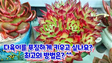 다육이 건강하고 푸짐하게 대품으로 키우는 가장 좋은 방법은 Youtube