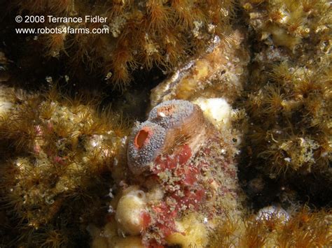 Breakwater Island Near Gabriola Pass Scuba Diving Pictures