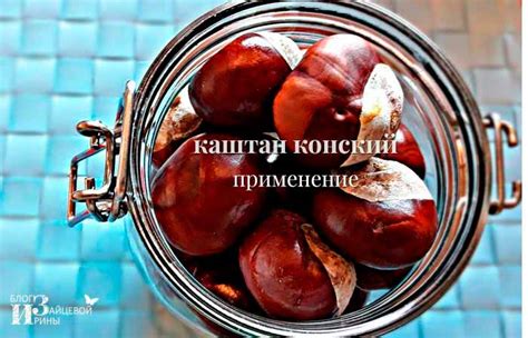 Каштан конский. Лечебные свойства и противопоказания. Применение