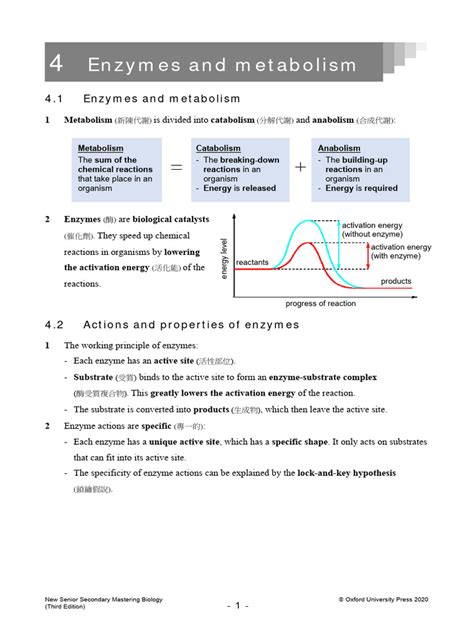 Rev Notes Ch04 E Pdf Enzyme Active Site