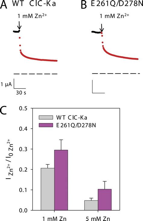 Ion Specificity Of The Ca 2binding Site Of Clc Ka A Voltage Clamp