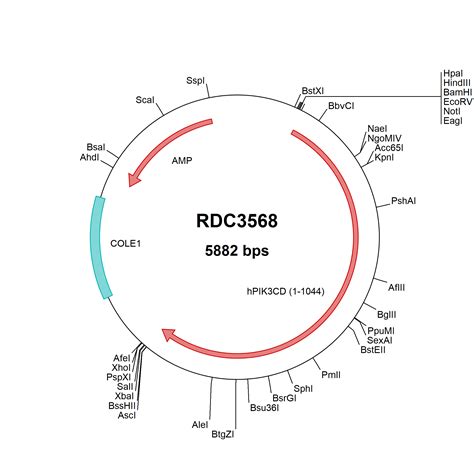 Human Pi 3 Kinase P110 Delta Np 005017 3 Versaclone Cdna Rdc3568 Randd