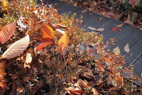 가을 단풍 낙엽 감성 주황색 사진이미지일러스트캘리그라피 몽상가의숲작가