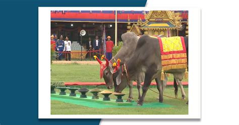 ការផ្សងប្រផ្នូលក្នុងព្រះរាជពិធីច្រត់ព្រះនង្គ័ល៖ ស្រូវ ពោត សណ្តែក នឹងបានភោគផលល្អនៅឆ្នាំនេះ