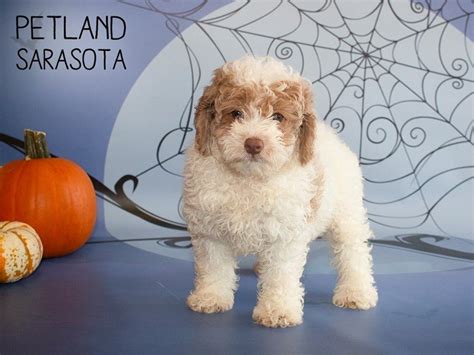 Cockapoo 2nd Generation Puppy Red White Id25277 Located At Petland