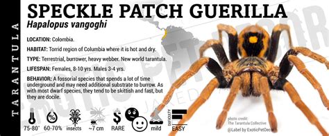 Hapalopus Vangoghi Speckle Patch Guerilla Tarantula Cards And
