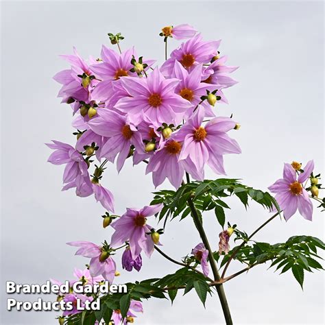 Dahlia Imperialis Tree Dahlia Suttons