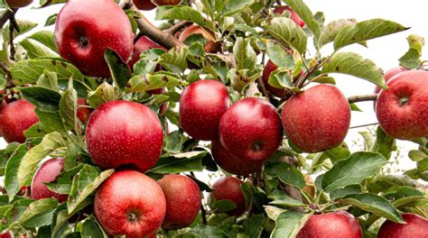 Robotic Gripper For Automated Apple Picking Developed Morning Ag Clips Robotic Gripper For Automated Apple Picking Developed Morning Ag Clips