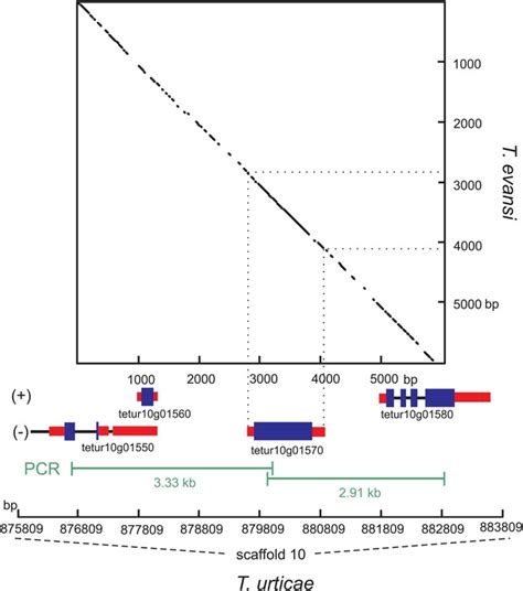A Gene Horizontally Transferred From Bacteria Protects Arthropods From