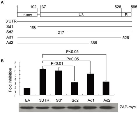A Schematic Structures Of The Truncation Constructs Of 3′utr B