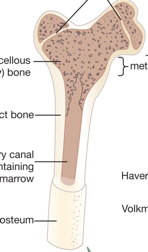 Diagrama De Bone Structure 2 Quizlet