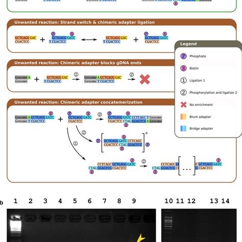 burrows wheeler aligner allows efficient mapping of hi c reads both in