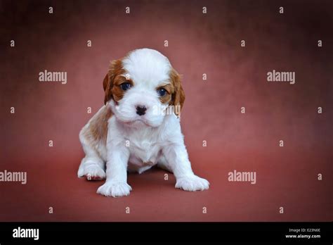 Cavalier King Charles Spaniel Puppy Blenheim Coloured On Red Background