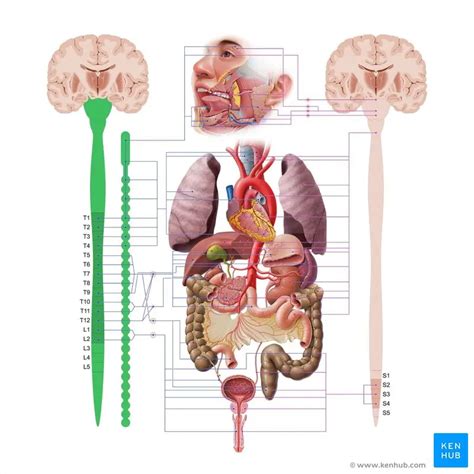Sistema Nervioso Simpático Anatomía Función Y Relevancia Clínica