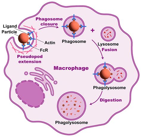 Phagocytosis The Immune System S First Line Of Defense Explained