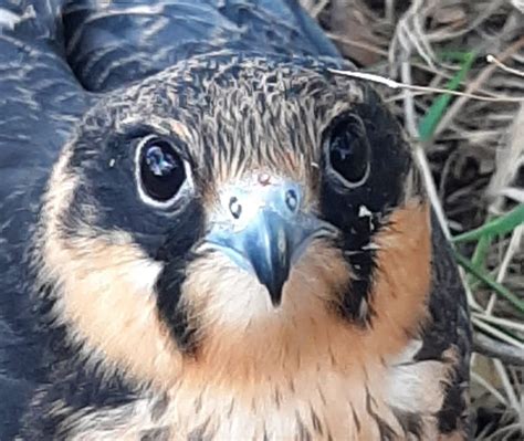 З Одеського зоопарку на волю випустили птахів та їжаків фото Читайте