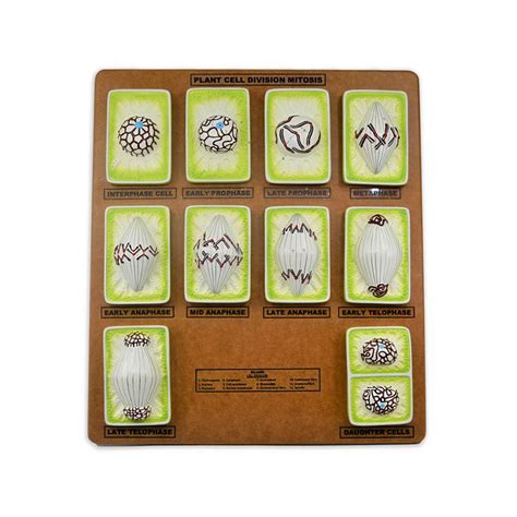 Mitosis Phases Demonstration Model Scientific Lab Equipment