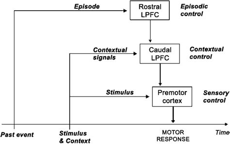 Model Of Cognitive Control By Koechlin Et Al 2003 The Multistage