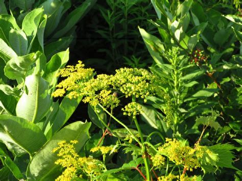 Wild Parsnip Another Non Native Look Alike Accent On Natural Landscaping