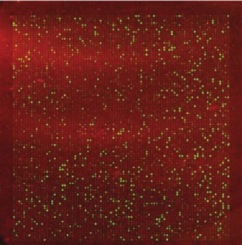 The Custom Microarray Used For Getting The Data Of The Performance Download Scientific Diagram