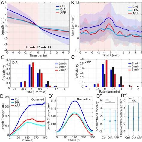 Cortical F Actin Networks Are Required For Interface Elongation And