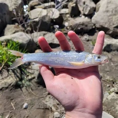 List Of North American Chub Species 2023 Id Pictures Pond Informer