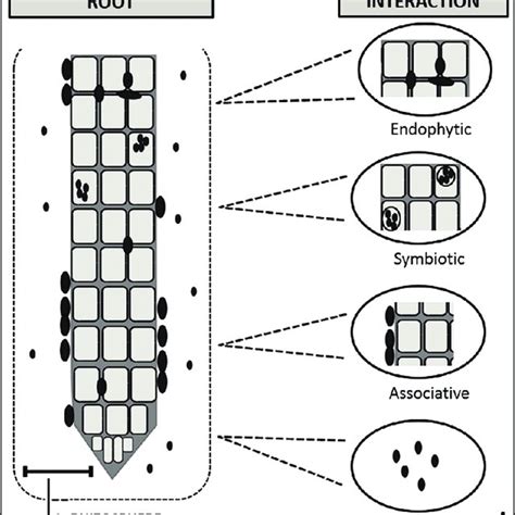 1 Types Of Pgpr Based On Their Association With Plant Roots Download Table