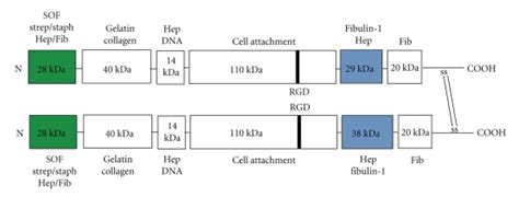 Model Of Fibronectin Fibronectin Fn Is A Large Dimeric Download Scientific Diagram