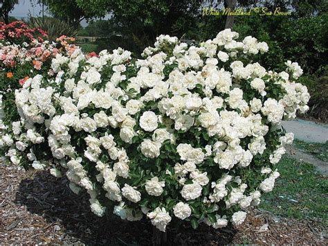 White Rose Plant Types At Lois Wing Blog