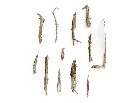 Free 3d Model Barks Set From Nouvelle Mesure Lab Cg Tips