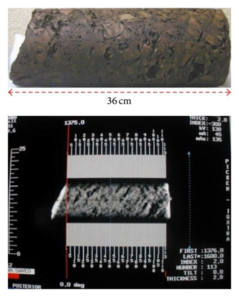 Oil Impregnated Core Of A Vuggy Limestone Reservoir Late Cretaceous