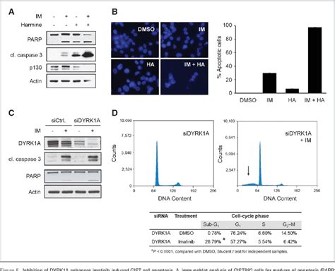 Figure 5 From Molecular And Cellular Pathobiology The Dream Complex Mediates Gist Cell